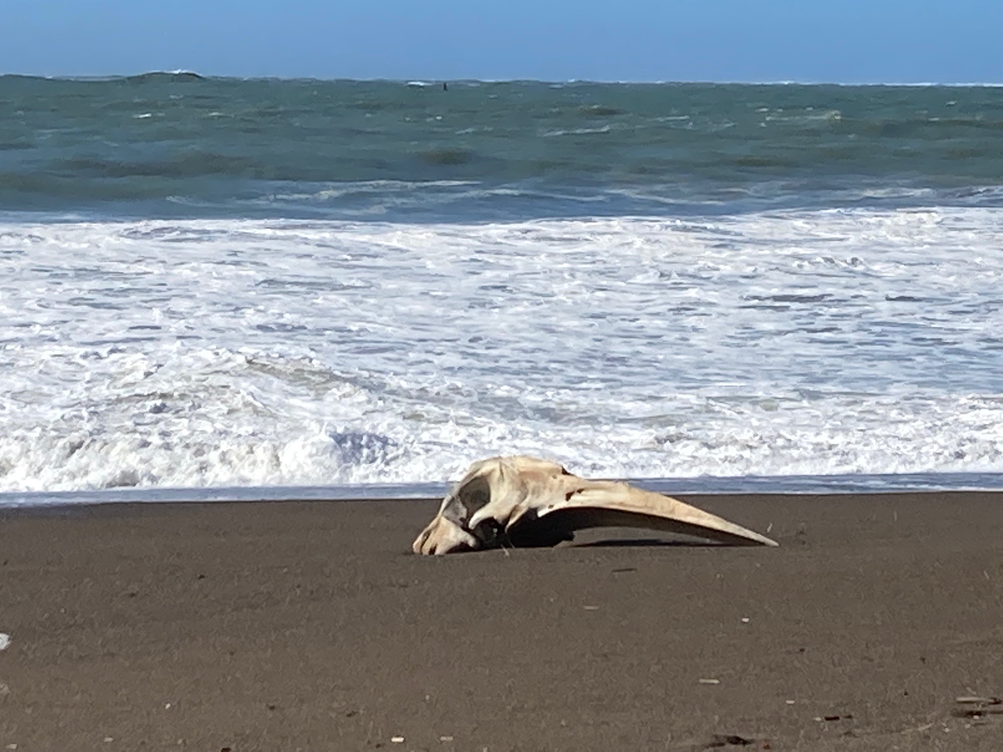 California Current Upwelling System – Cal Geographic