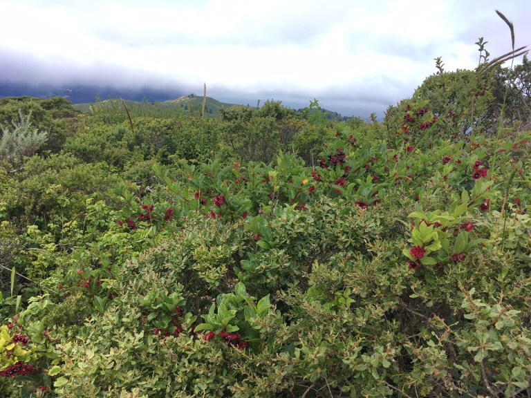 The Coastal Scrub Mosaic in California (Don’t Call It Soft Chaparral ...