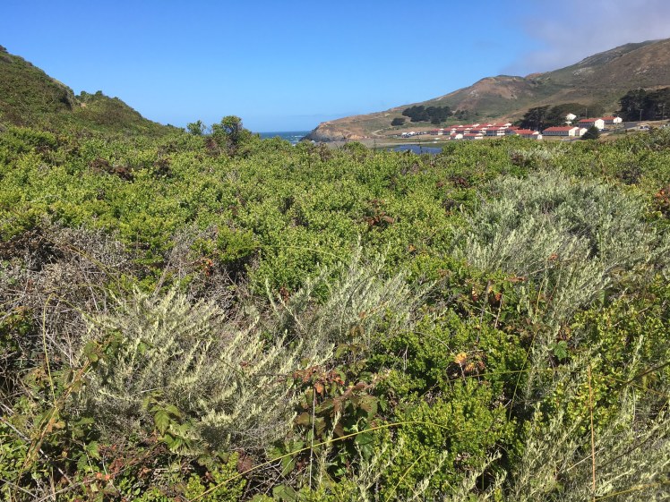 The Coastal Scrub Mosaic In California Dont Call It Soft Chaparral