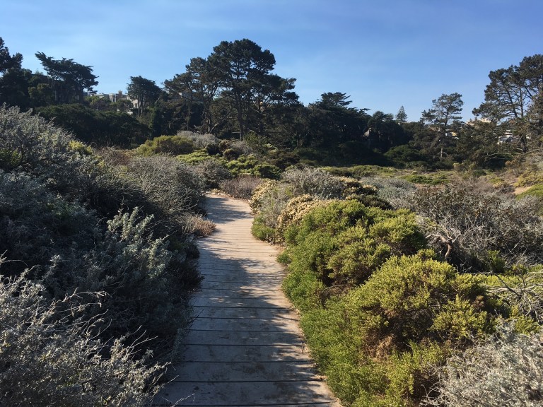 The Coastal Scrub Mosaic in California (Don’t Call It Soft Chaparral ...