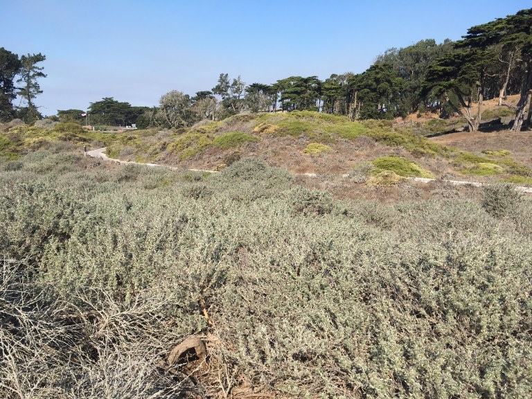 The Coastal Scrub Mosaic in California (Don’t Call It Soft Chaparral ...