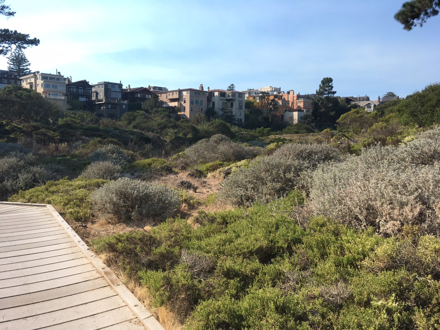 The Coastal Scrub Mosaic in California (Don’t Call It Soft Chaparral ...