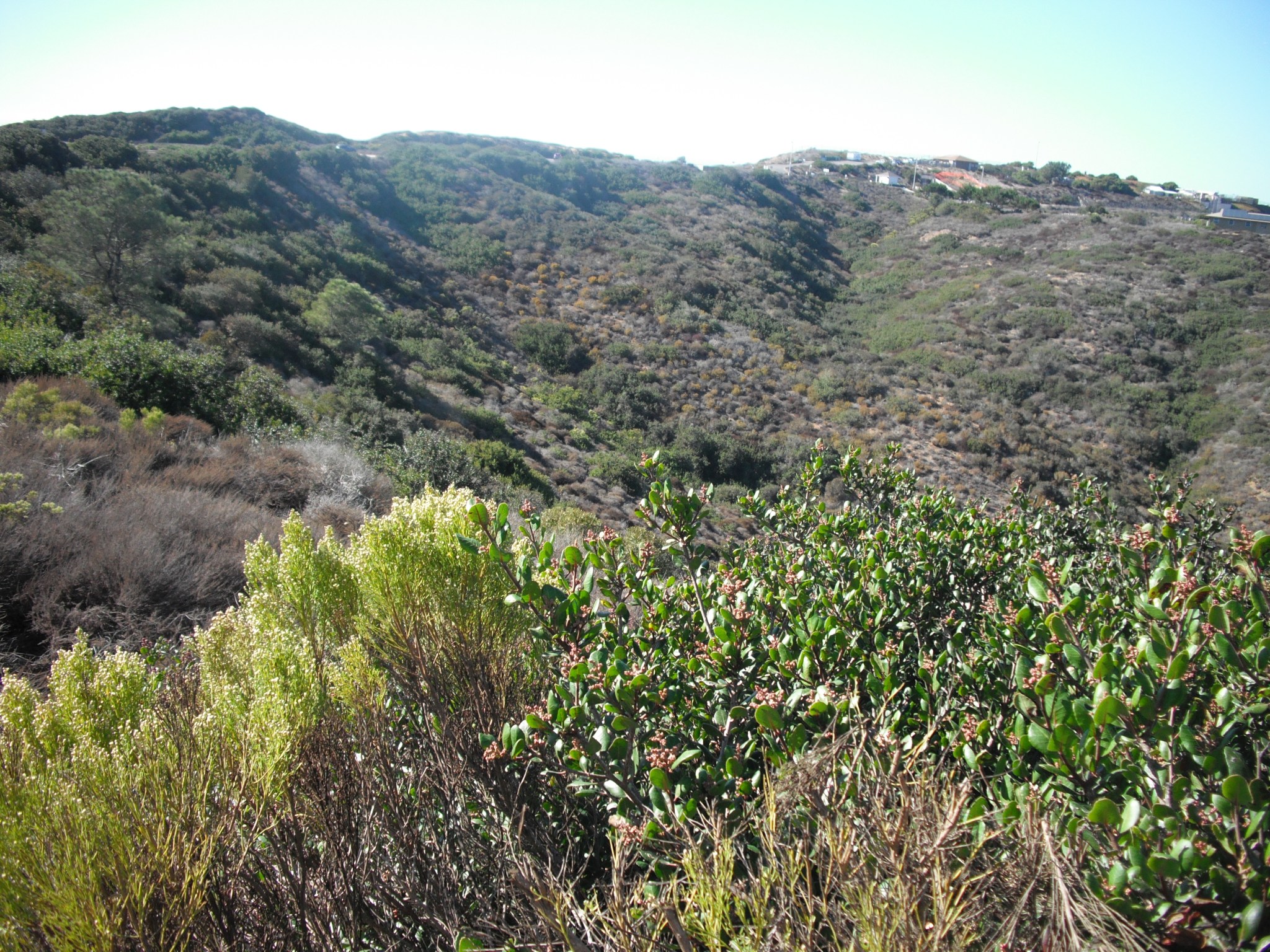 The Coastal Scrub Mosaic in California (Don’t Call It Soft Chaparral ...
