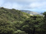 The Chaparral Mosaic in California – Cal Geographic