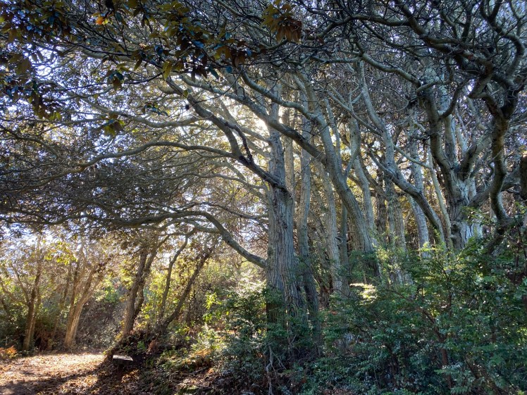 The Chaparral Mosaic in California – Cal Geographic