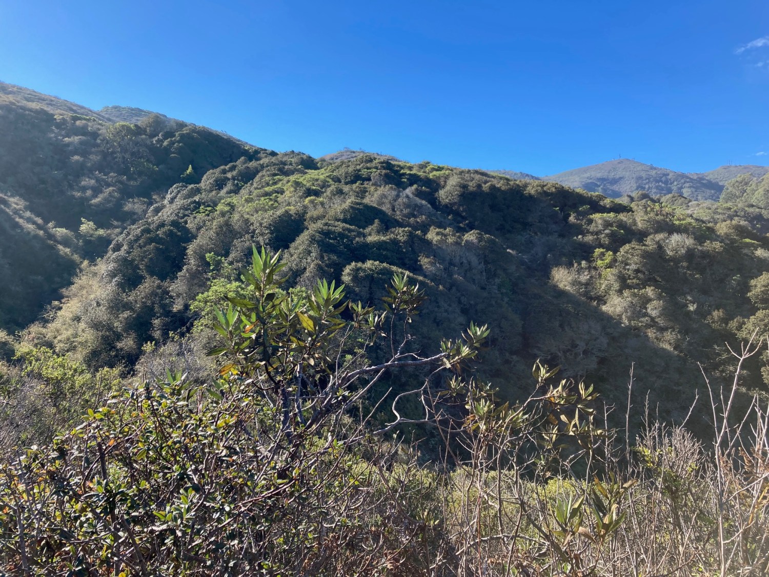 The Chaparral Mosaic in California – Cal Geographic