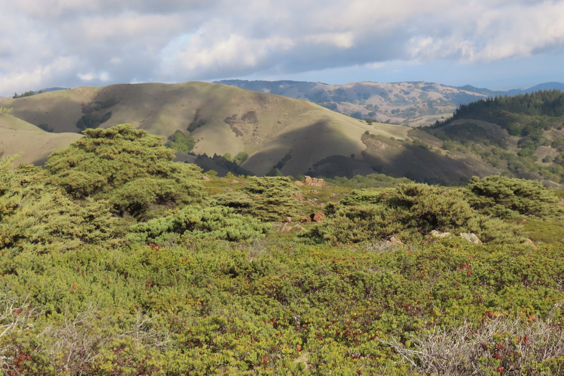 The Chaparral Mosaic in California – Cal Geographic