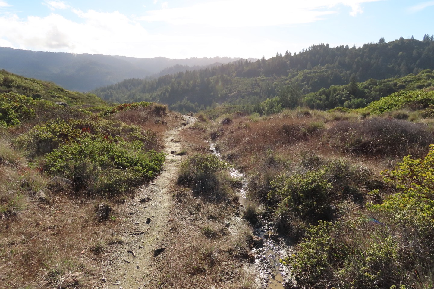 The Chaparral Mosaic in California – Cal Geographic