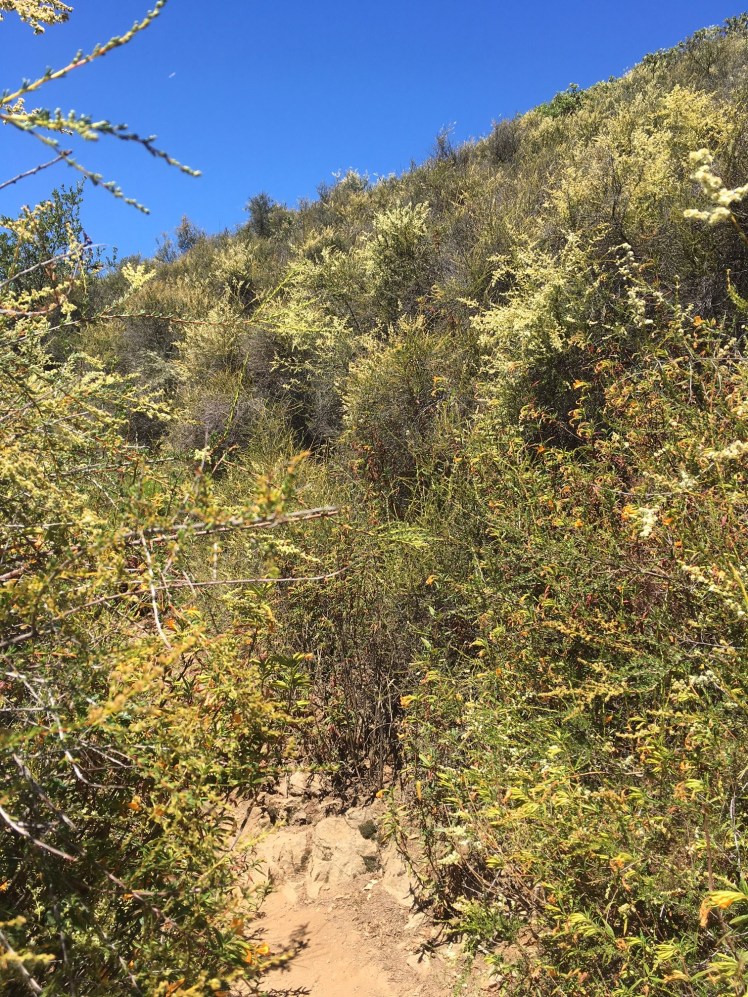 The Chaparral Mosaic in California – Cal Geographic