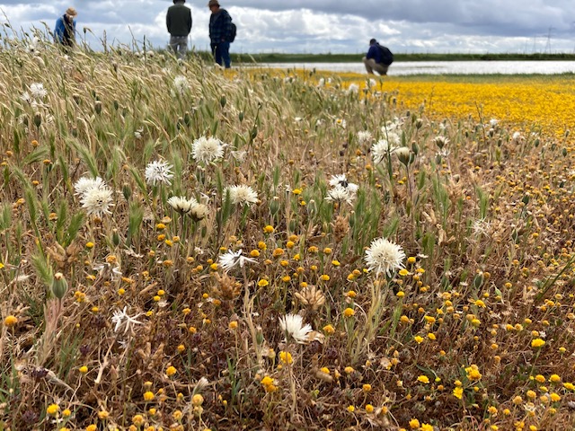 Biogeography of California’s Seasonal Freshwater Wetlands – Cal Geographic
