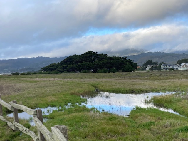 Biogeography of California’s Seasonal Freshwater Wetlands – Cal Geographic