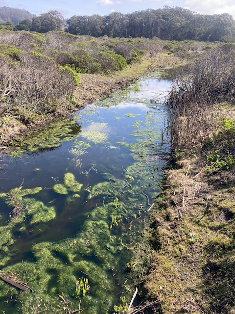 Biogeography of California’s Seasonal Freshwater Wetlands – Cal Geographic