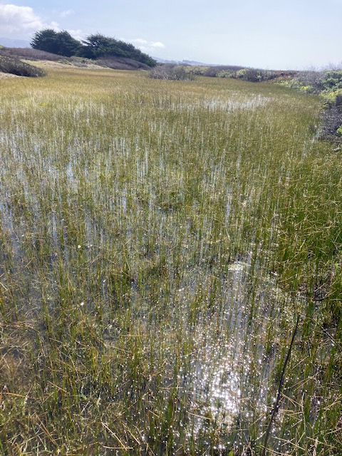 Biogeography of California’s Seasonal Freshwater Wetlands – Cal Geographic