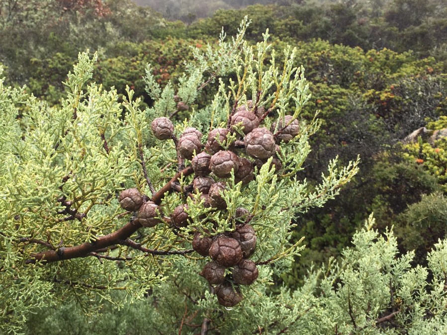 Serpentinite Habitats in California – Cal Geographic