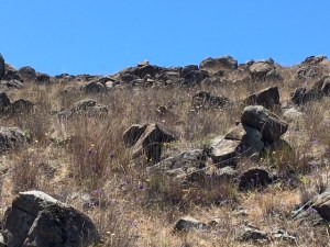 Serpentinite in California – Cal Geographic