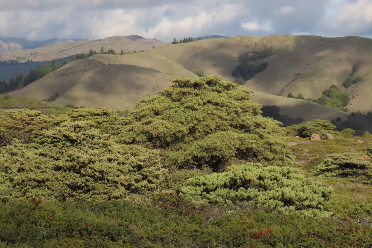 Serpentinite Habitats in California – Cal Geographic