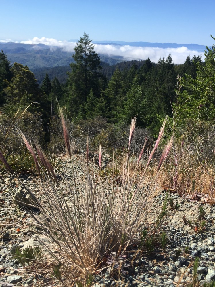 Serpentinite Habitats in California – Cal Geographic