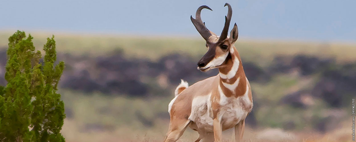 California’s Pleistocene Megafauna and the Role of Climate Change in ...