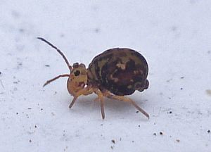 Biogeography of the Subnivean Zone – Cal Geographic