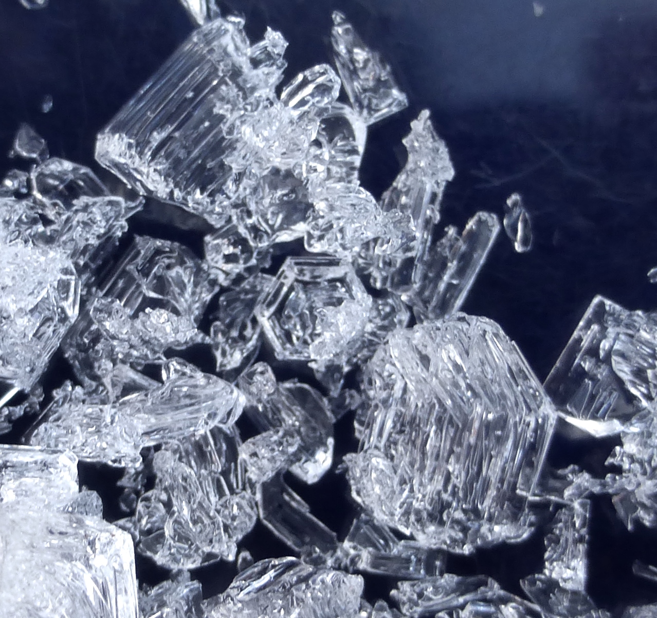 Biogeography of the Subnivean Zone – Cal Geographic