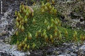 Biogeography of the Subnivean Zone – Cal Geographic