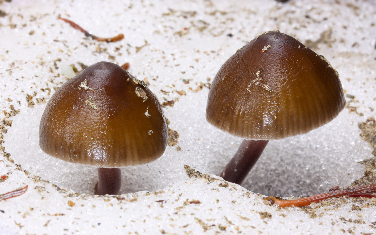 Biogeography of the Subnivean Zone – Cal Geographic