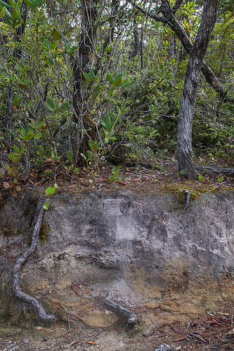 Marine Terrace Flights, the Ecological Staircase Effect, and the ...