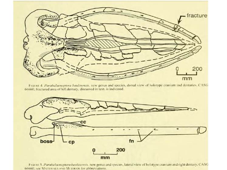 Hometown Fossil: The Lone Six Million Year-Old Parabalaenoptera ...