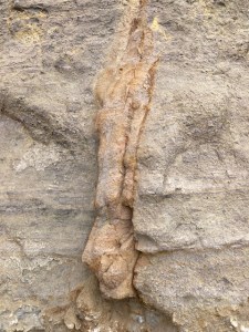 Rare Ecosystems and Sedimentary Landscapes of Torrey Pines State ...