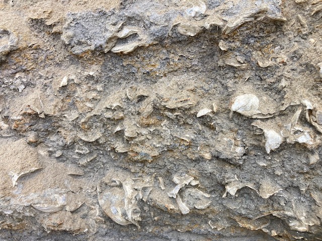 Rare Ecosystems and Sedimentary Landscapes of Torrey Pines State ...