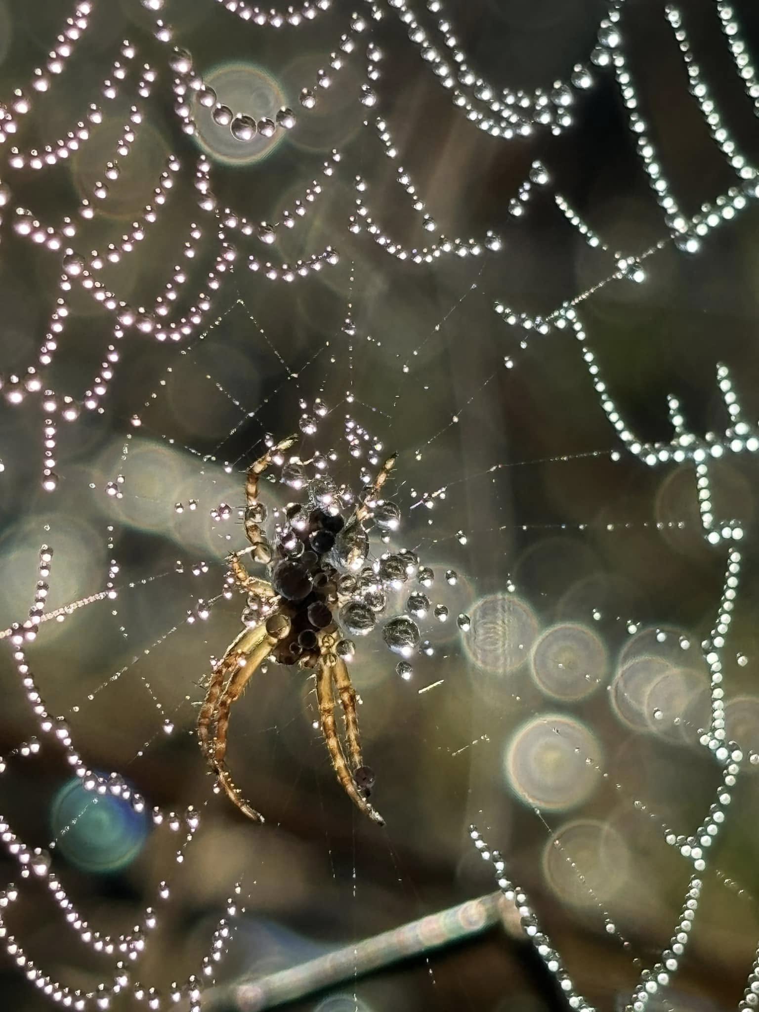 On the Marine Terrace – Webs – Cal Geographic