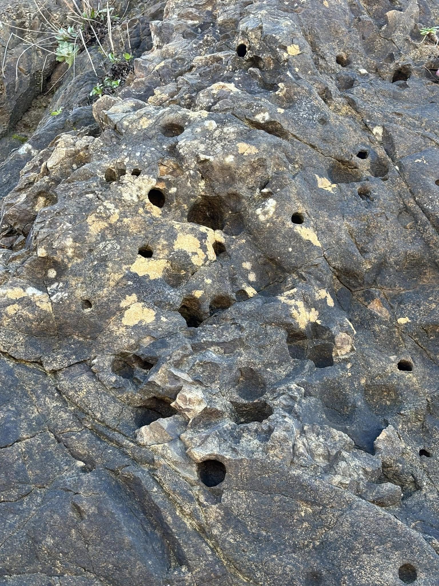 On the Marine Terrace – Fossil Pholad Boreholes – Cal Geographic