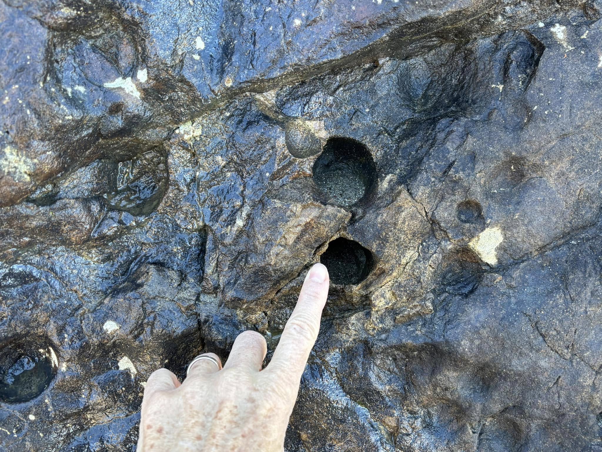 On the Marine Terrace – Fossil Pholad Boreholes – Cal Geographic