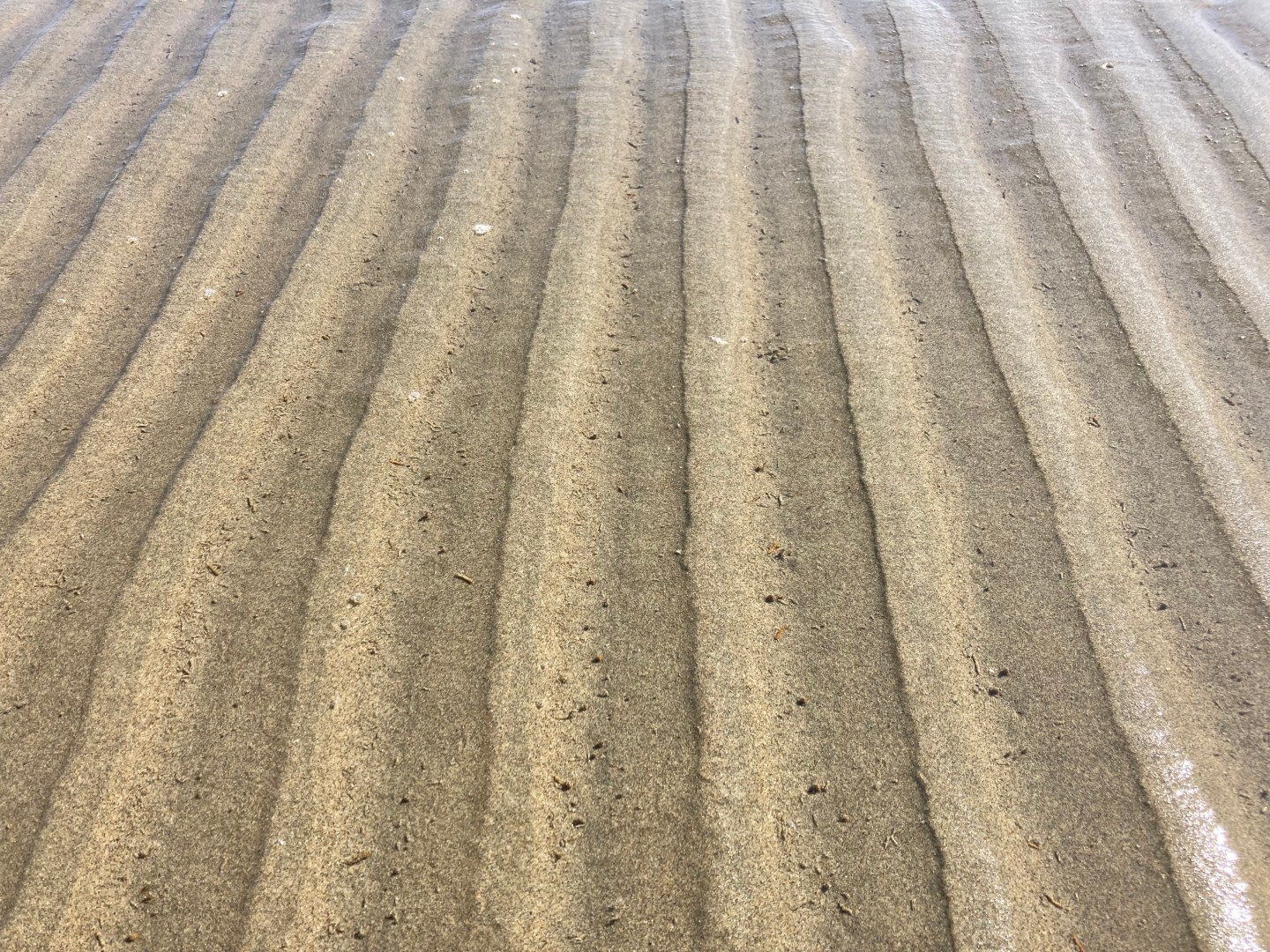 Geomorphography: Bedform – Cal Geographic