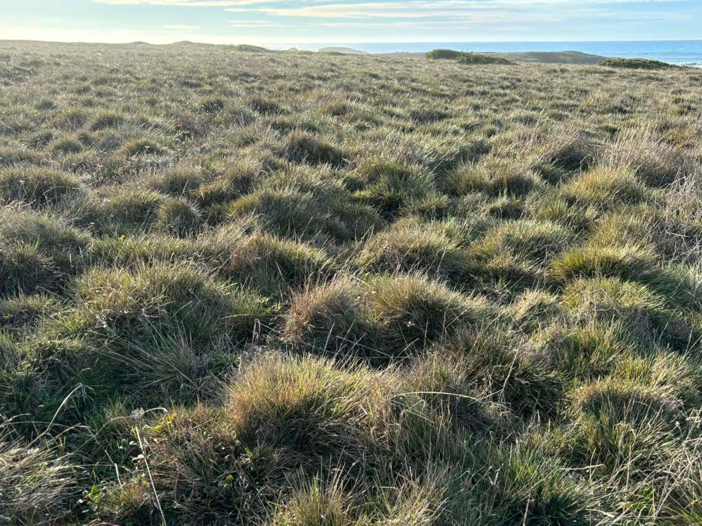 California’s Coastal Prairies – Cal Geographic