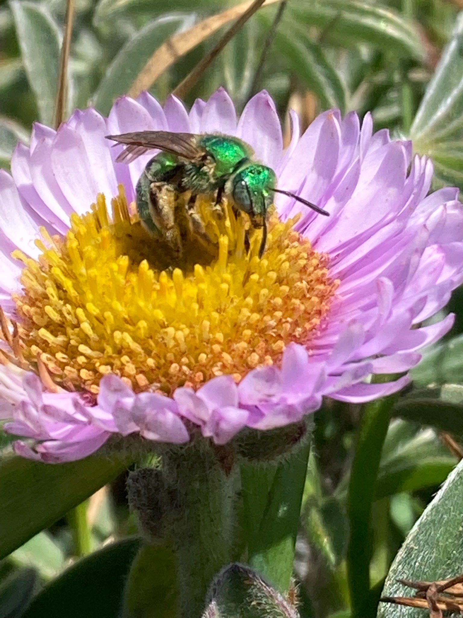 California’s Coastal Prairies – Cal Geographic