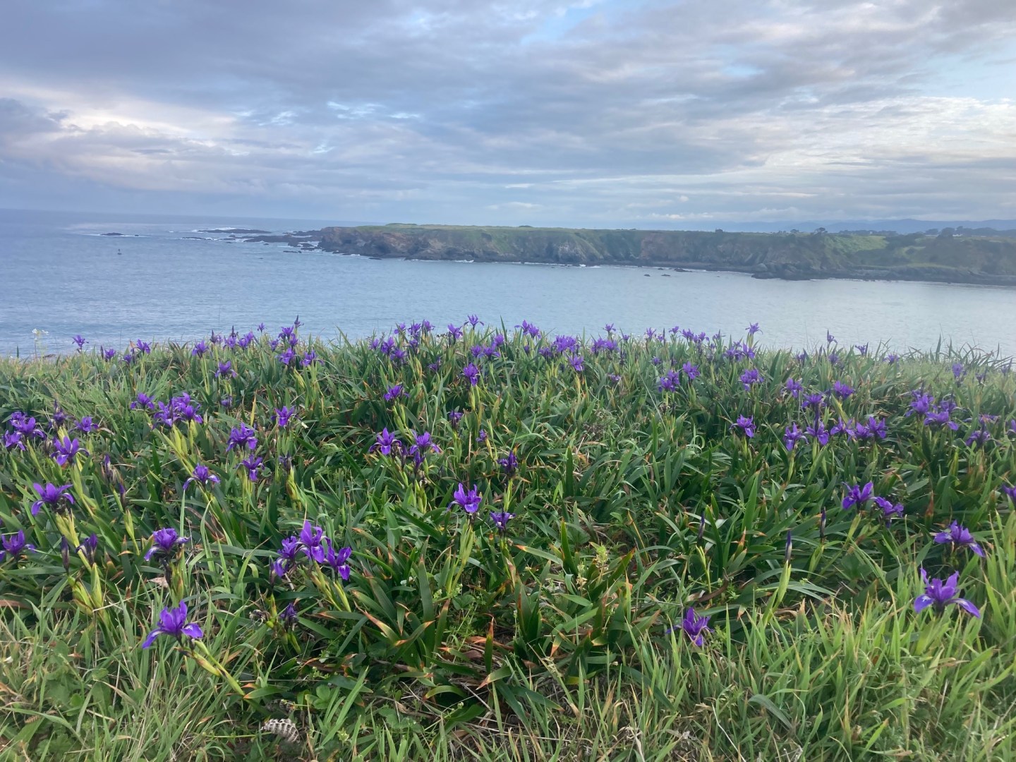 California’s Coastal Prairies – Cal Geographic