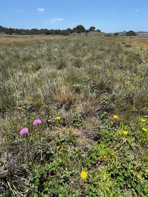 California’s Coastal Prairies – Cal Geographic