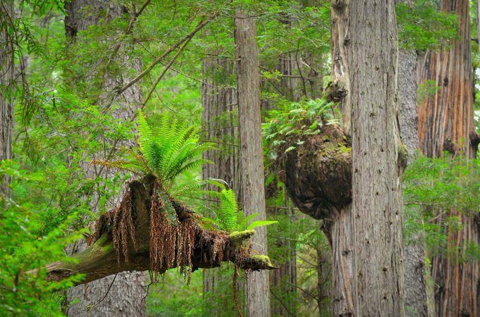 Biogeography of California’s Old Growth Canopy Mat Ecosystems – Cal ...