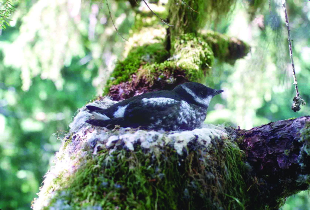 Biogeography of California’s Old Growth Canopy Mat Ecosystems – Cal ...